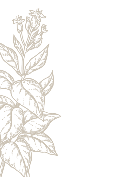 Fee Foam Cocktail Foam | Fee Brothers